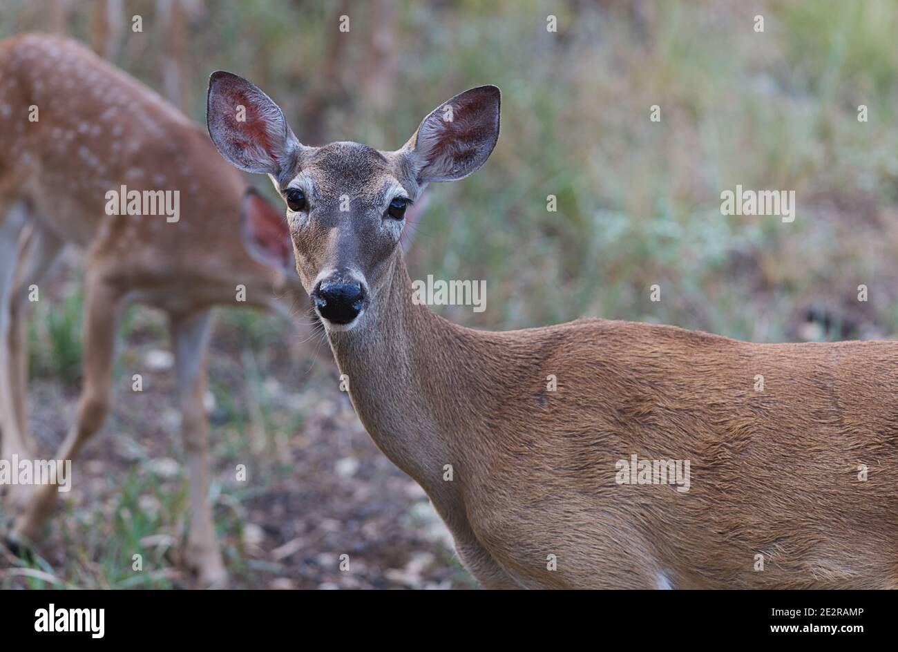 Whitetail fawn and doe in Central Texas Stock Photo - Alamy