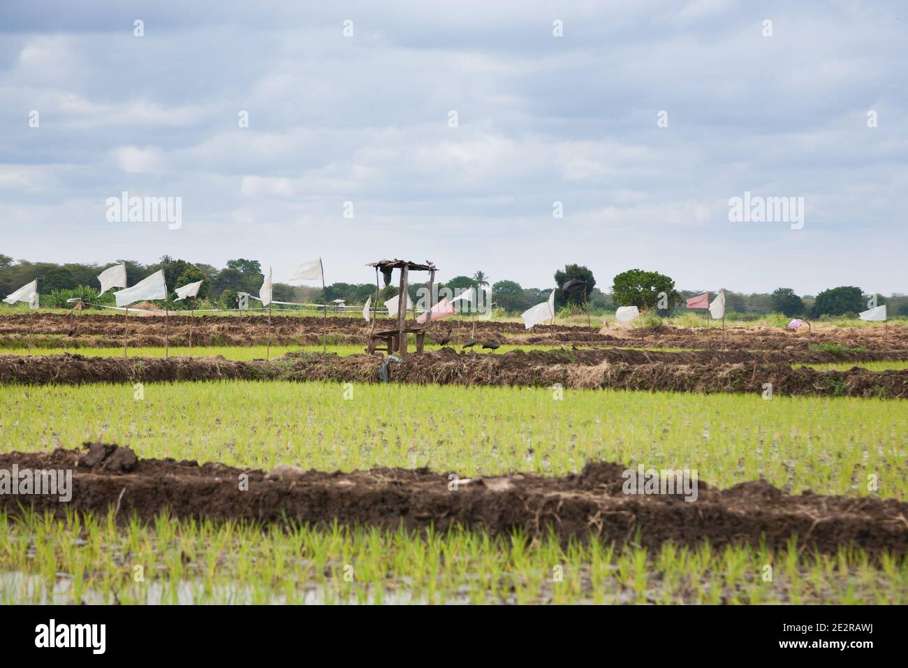 Rice cultivation near Lake Manyara, Tanzania, Africa. Rural landscape ...