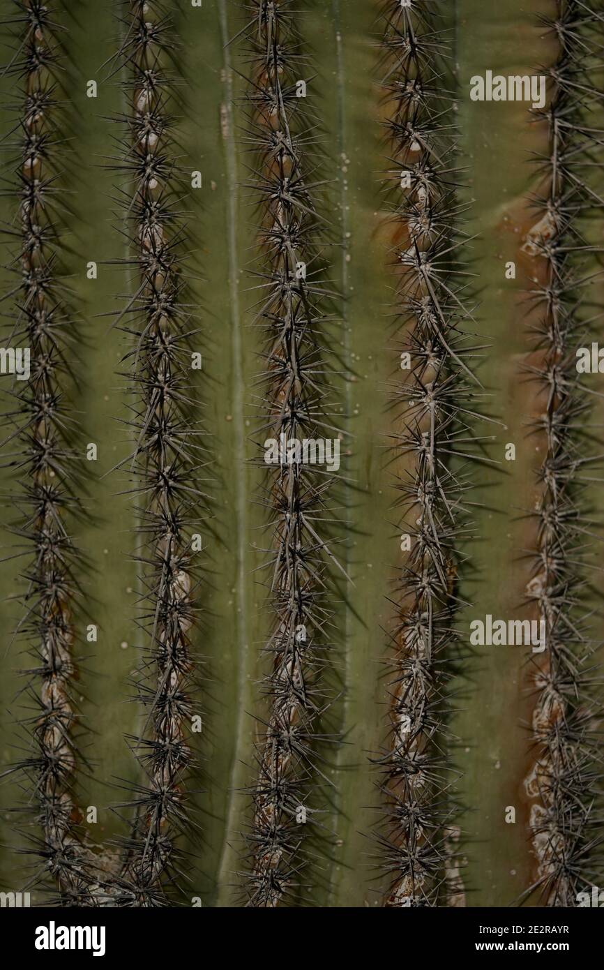 A close up view of prickers on a saguaro cactus Stock Photo - Alamy