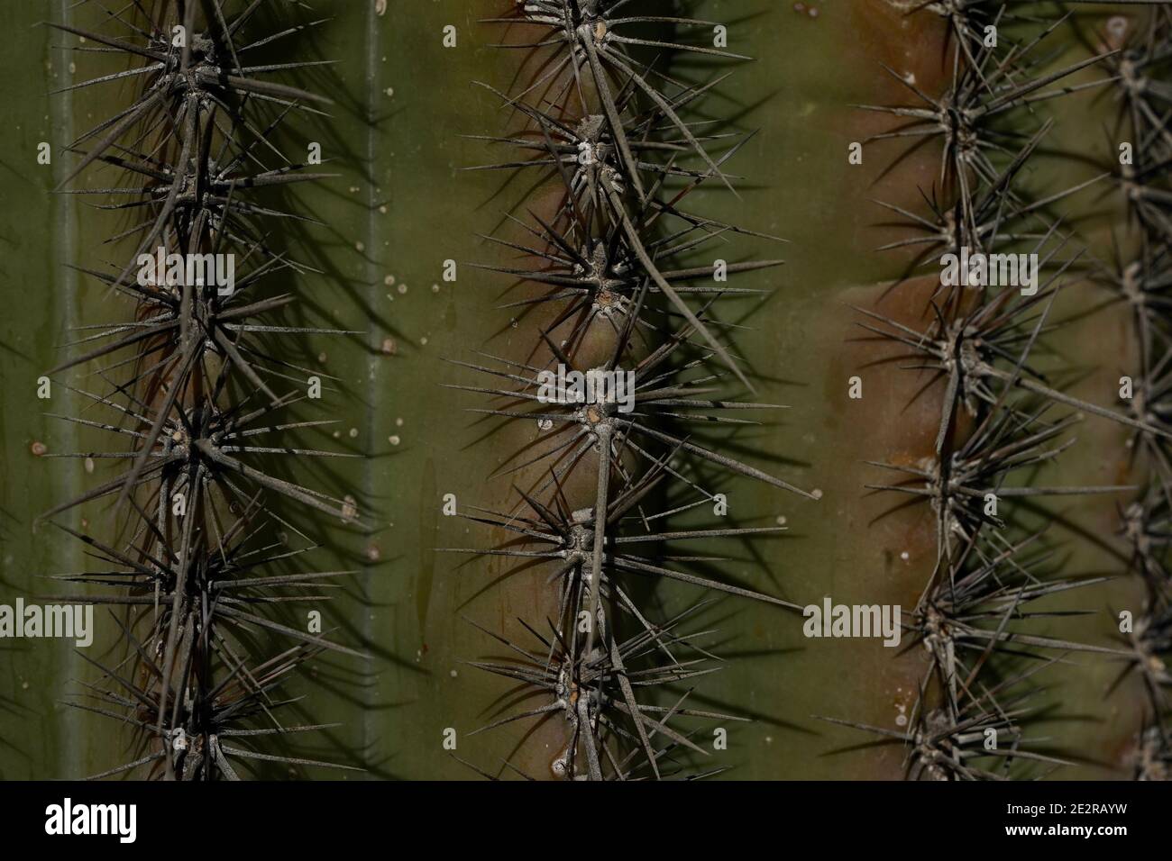 Prickers hi-res stock photography and images - Alamy