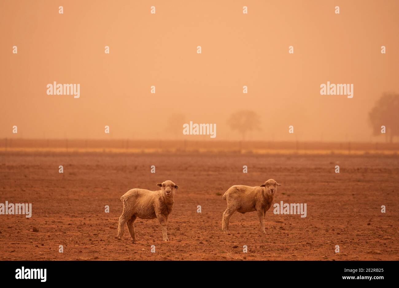 Sheep in a dusty paddock during a dust storm driven by strong wind in ...