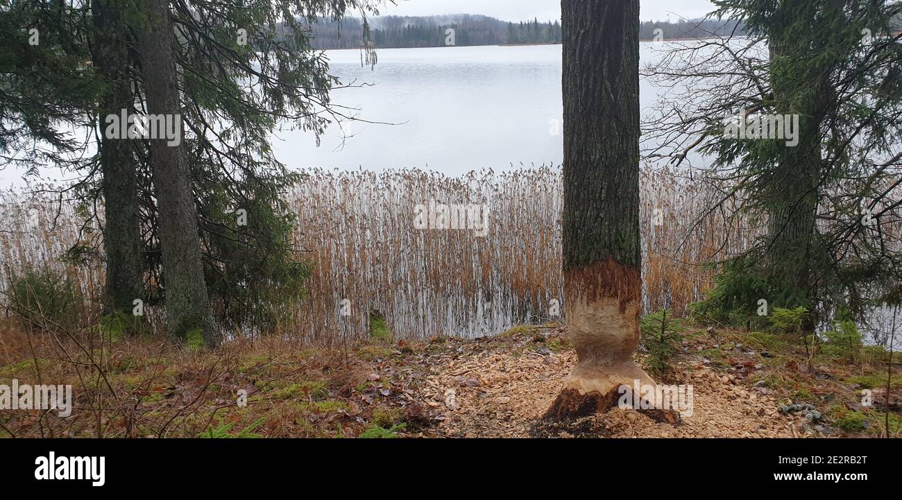Beaver damage in forest hi-res stock photography and images - Alamy