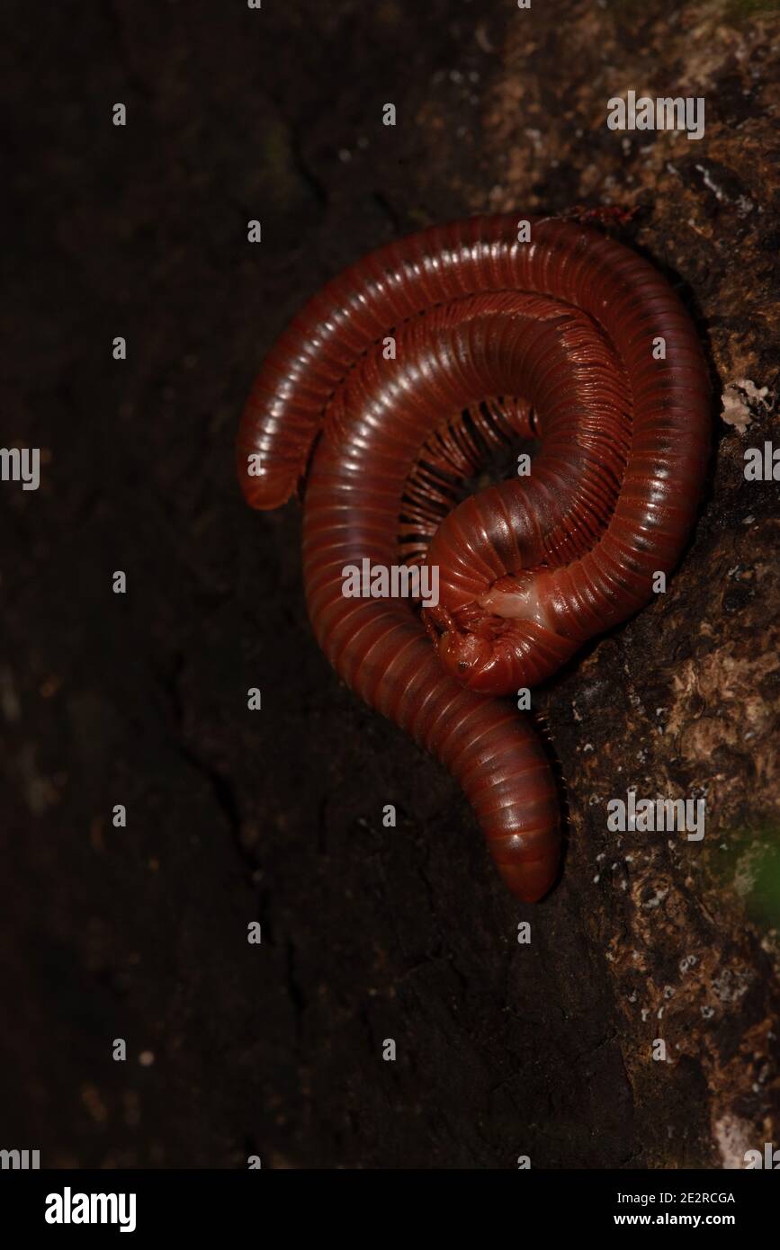Mating of Rusty Millipidae, Trigoniulus corallinus, West Bengal, India ...