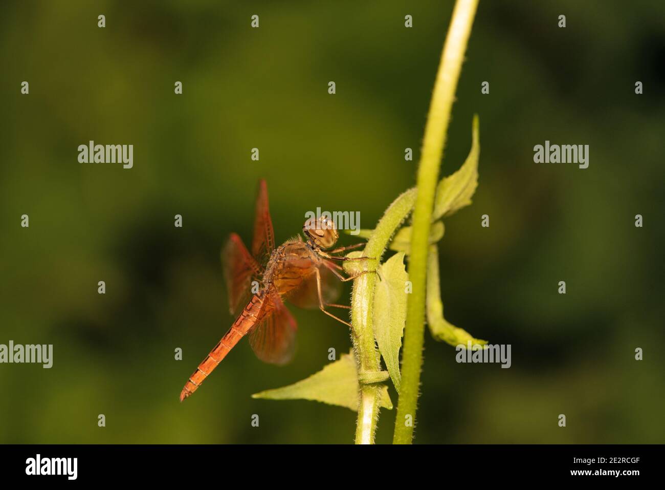 Orange dragonfly, Neurothemis terminata, Bokaro, West Bengal, India ...