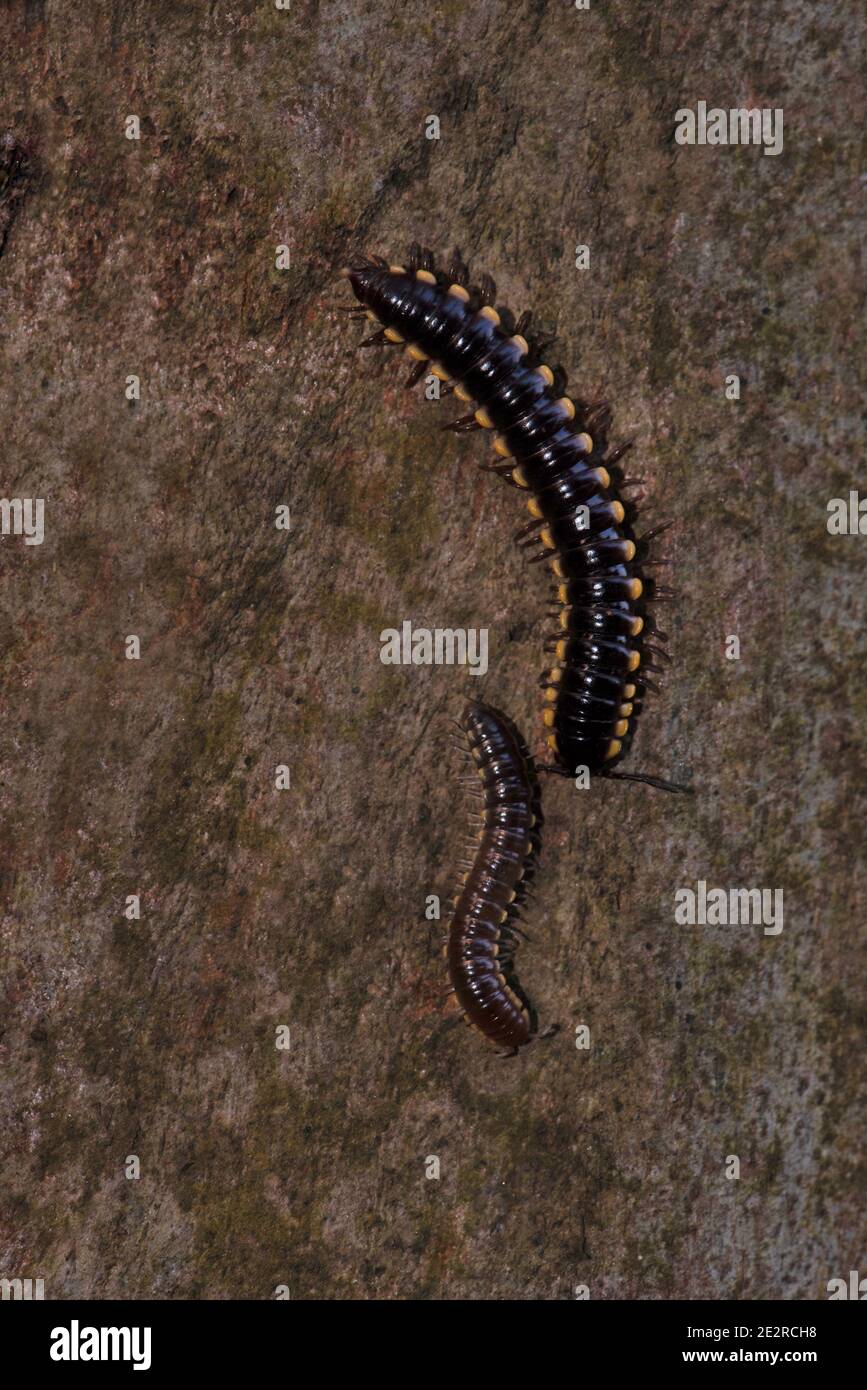 Yellow-spotted millipede, Harpaphe haydeniana, West Bengal, India Stock ...