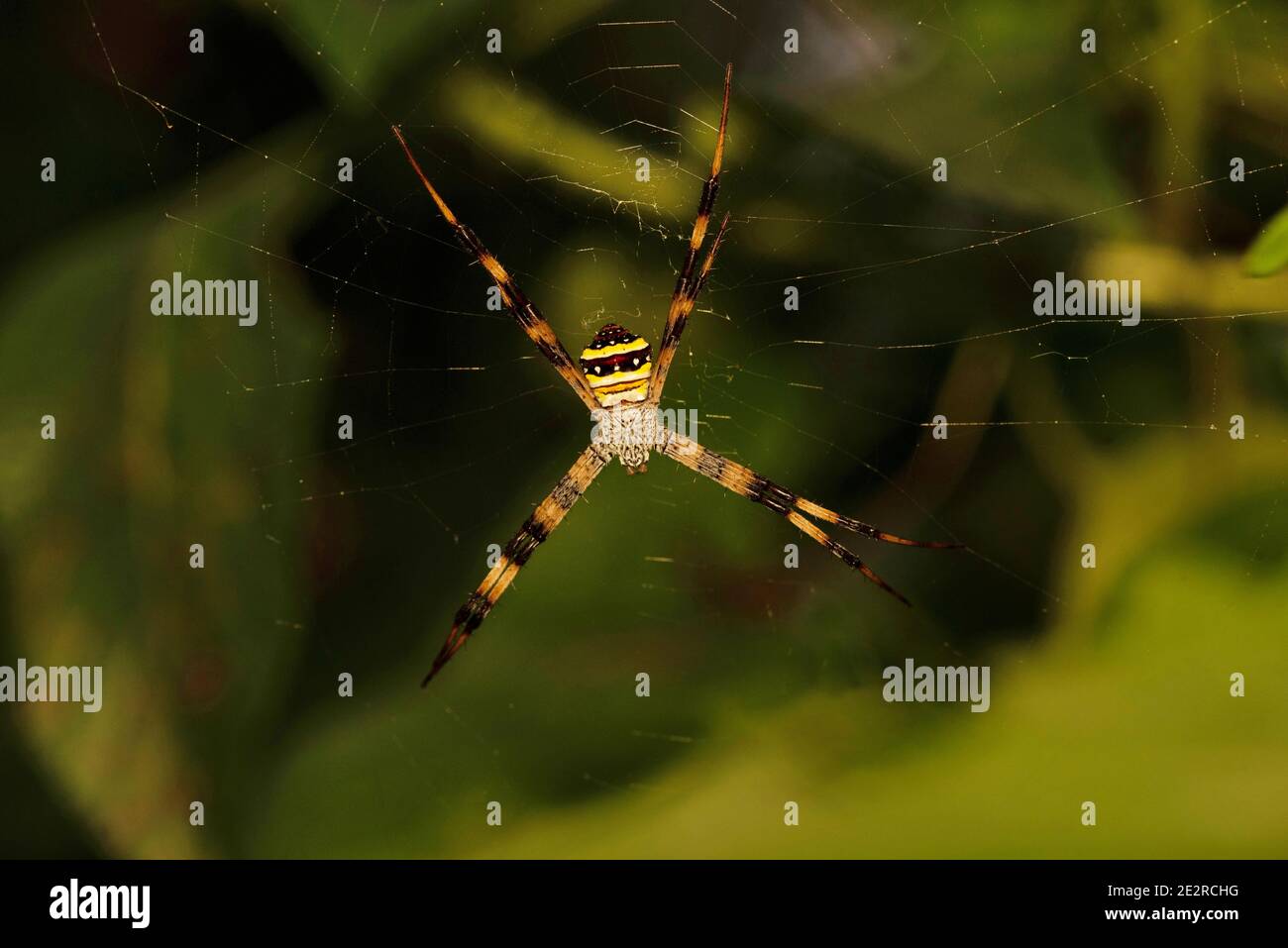 Signature spider, Argiope keyserlingi Bokaro, West Bengal, India Stock ...