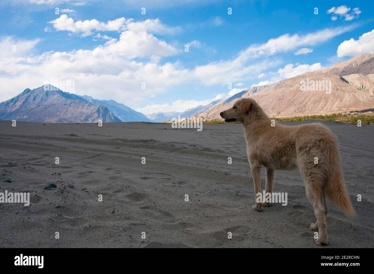 Dog in Nubra valley with mountain backdrop, Leh, Ladakh, India Stock ...