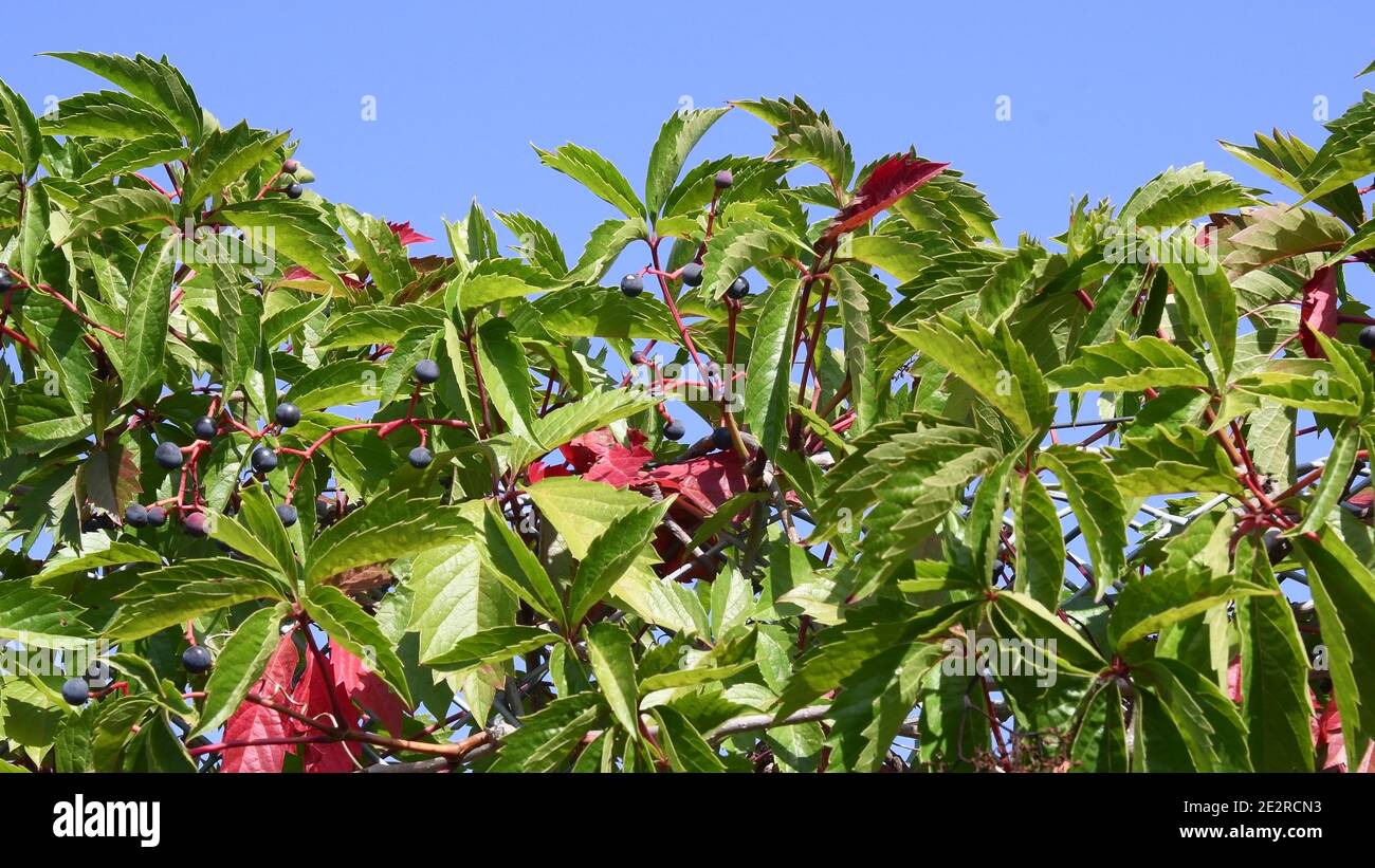 Autumn hedge overgrown by Virginia creeper also called Parthenocissus ...