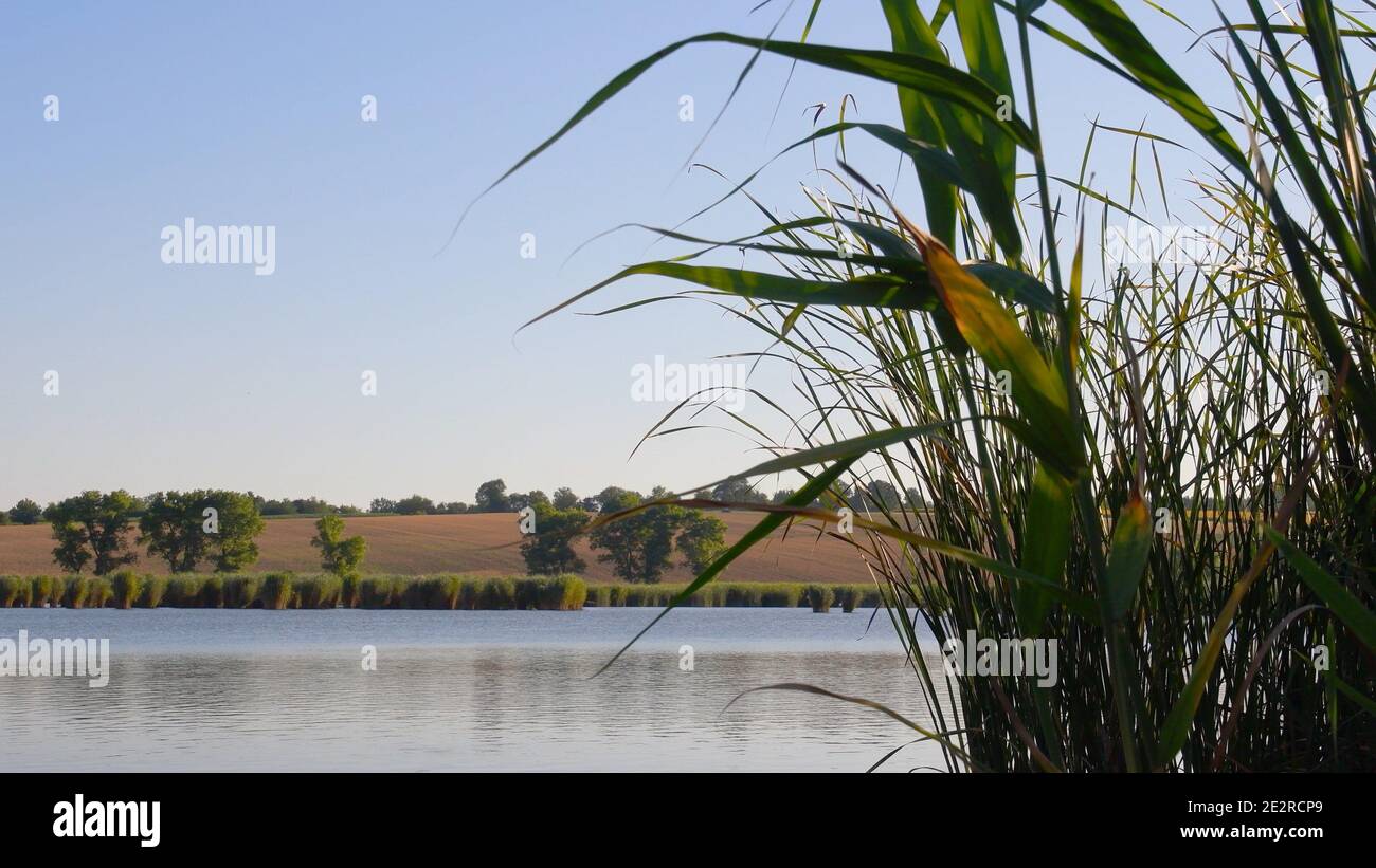 Fall season lake shore with rippled water surface and lush reed leaves ...