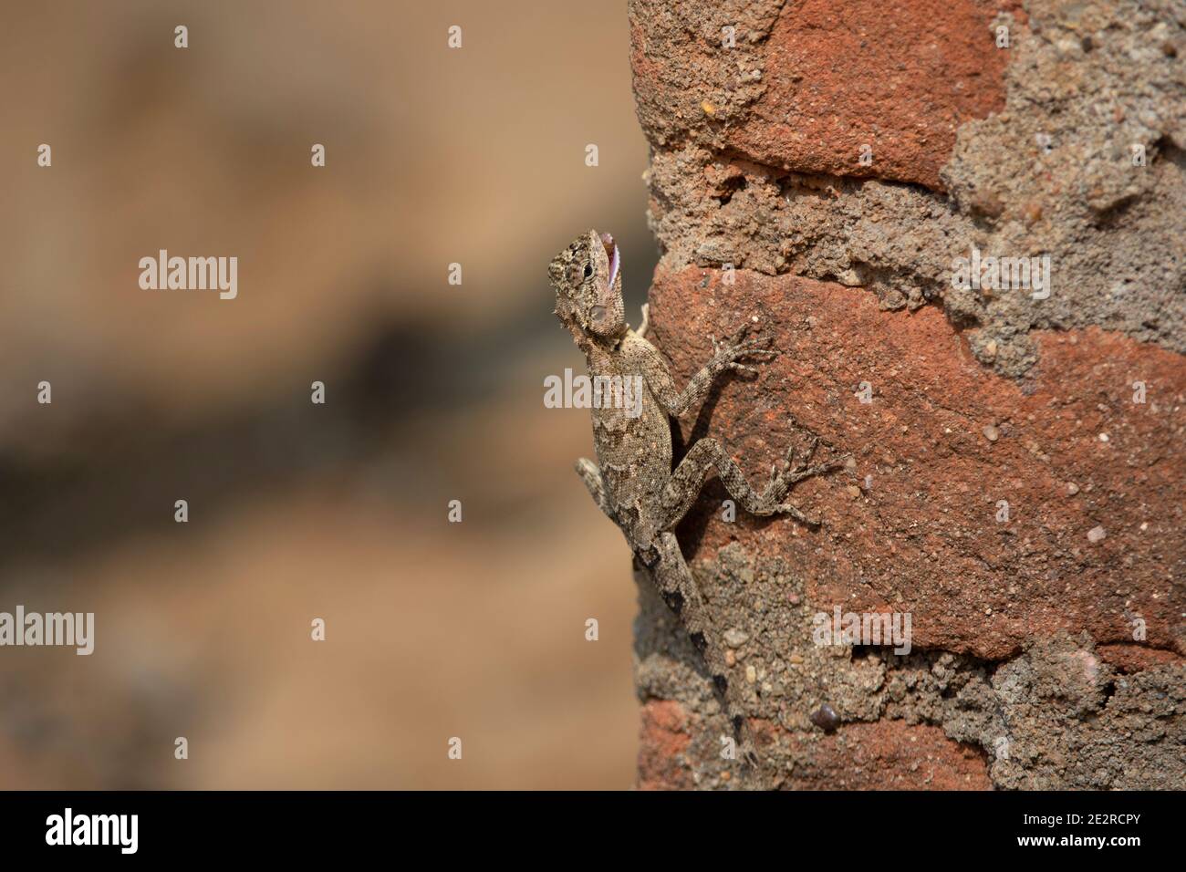 Oriental garden lizard, Calotes versicolor, Tadoba, Maharashtra, India ...