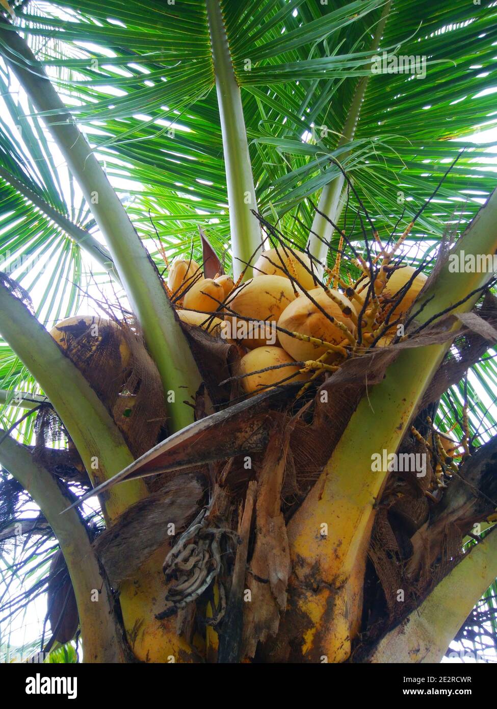 Vertical closeup of the coconut fruit tree Stock Photo - Alamy