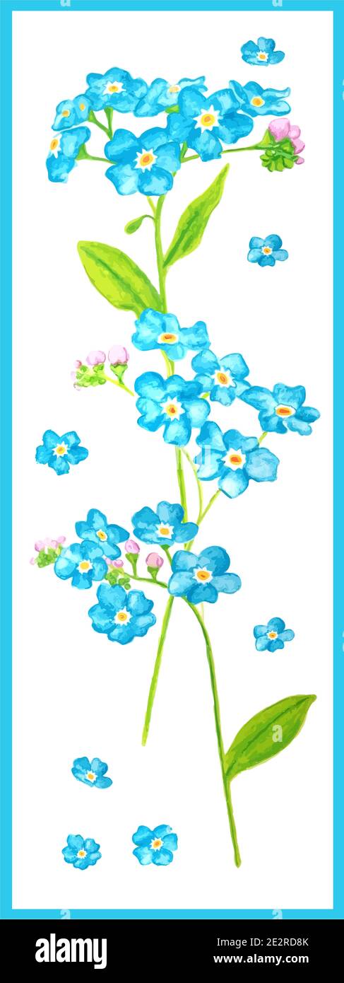 Card with forget me not flowers isolated on white background. Blue and ...