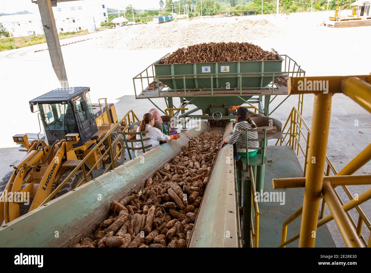 Cassava factory hi-res stock photography and images - Alamy