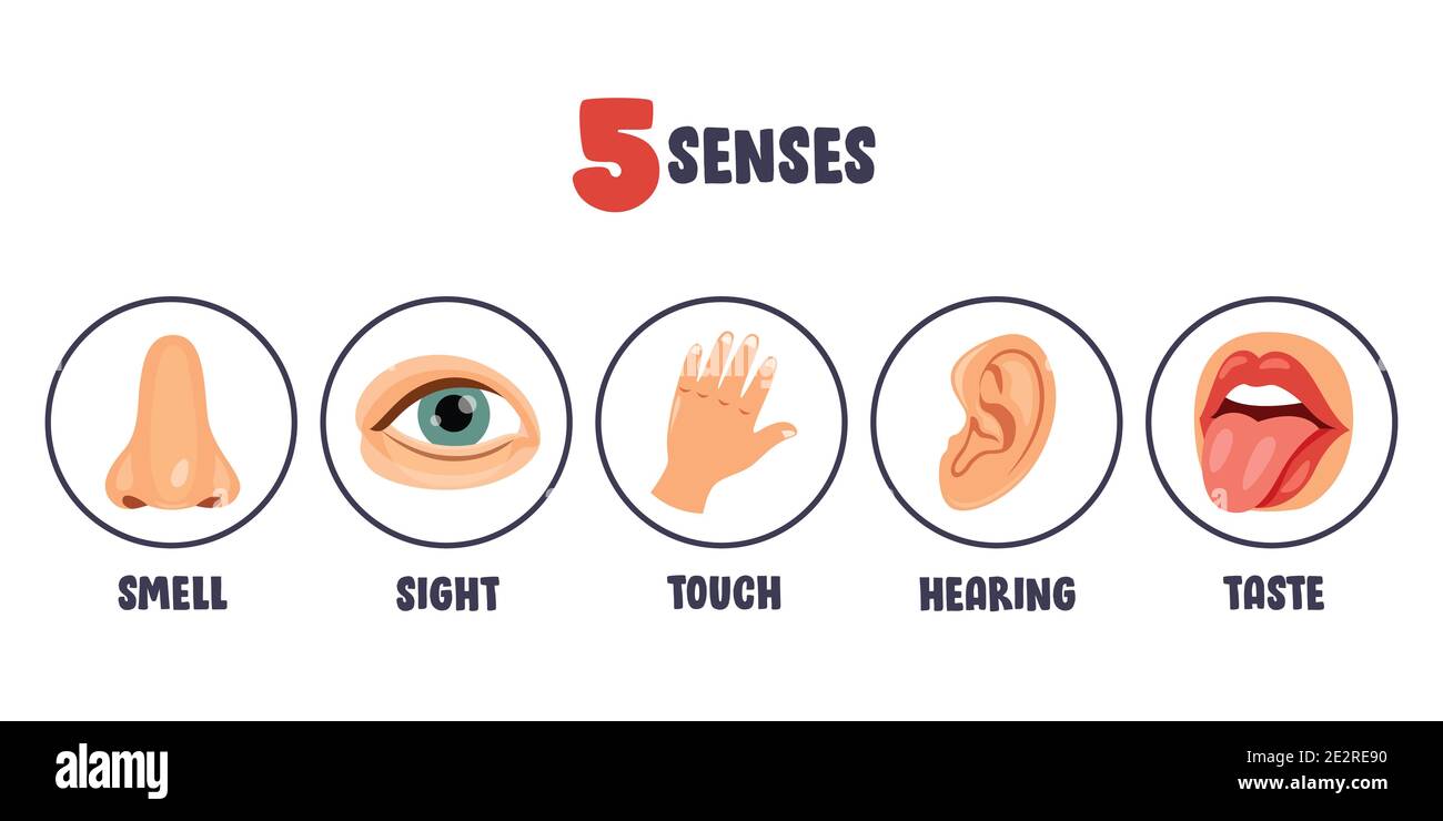 Five Senses Concept With Human Organs Stock Vector Image & Art - Alamy