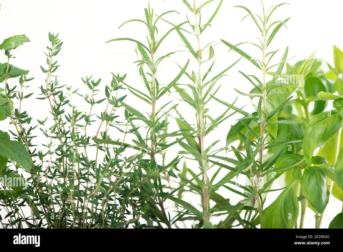 Fresh green kitchen herbs isolated over white background Stock Photo ...