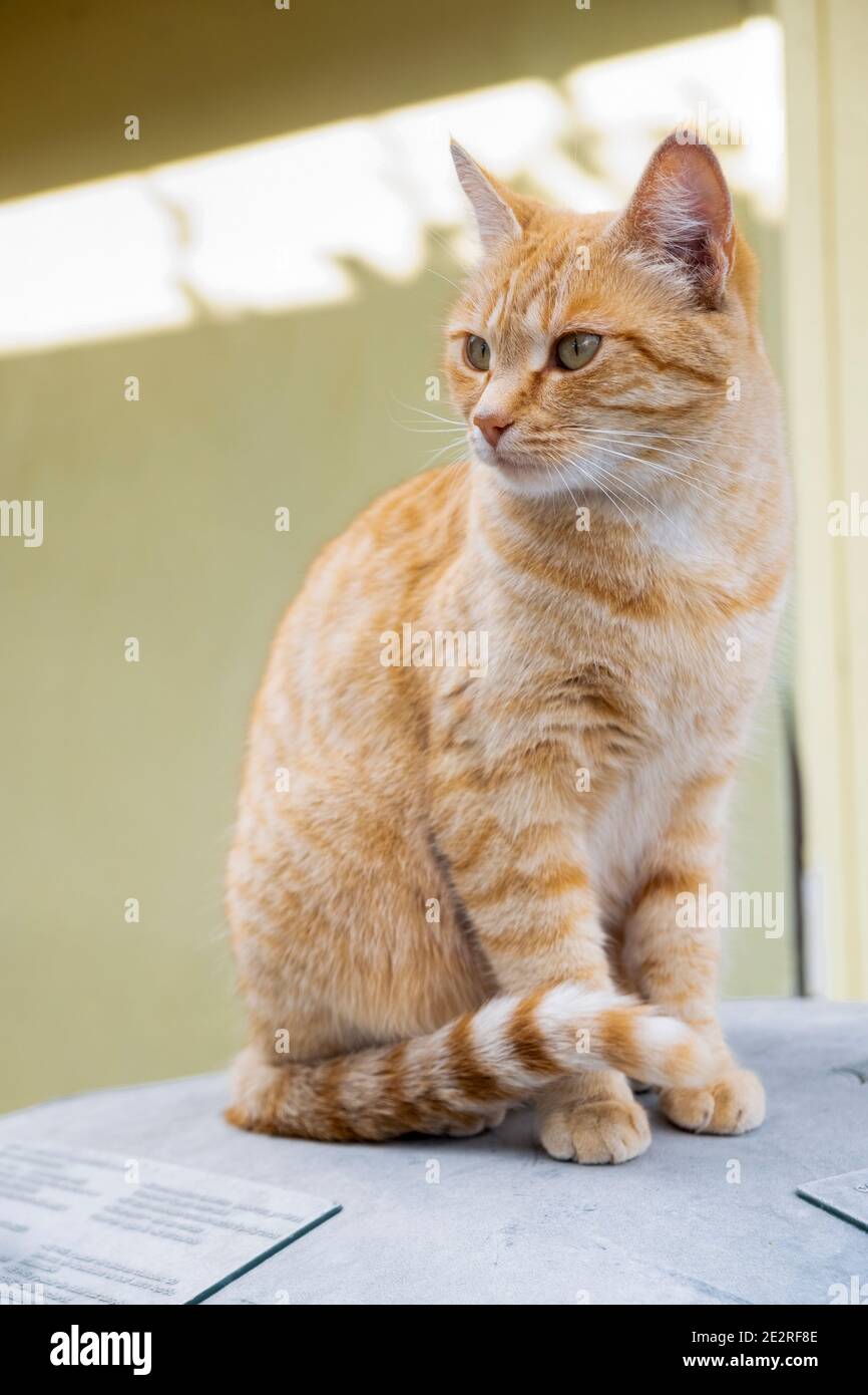 Cat Looking To The Left