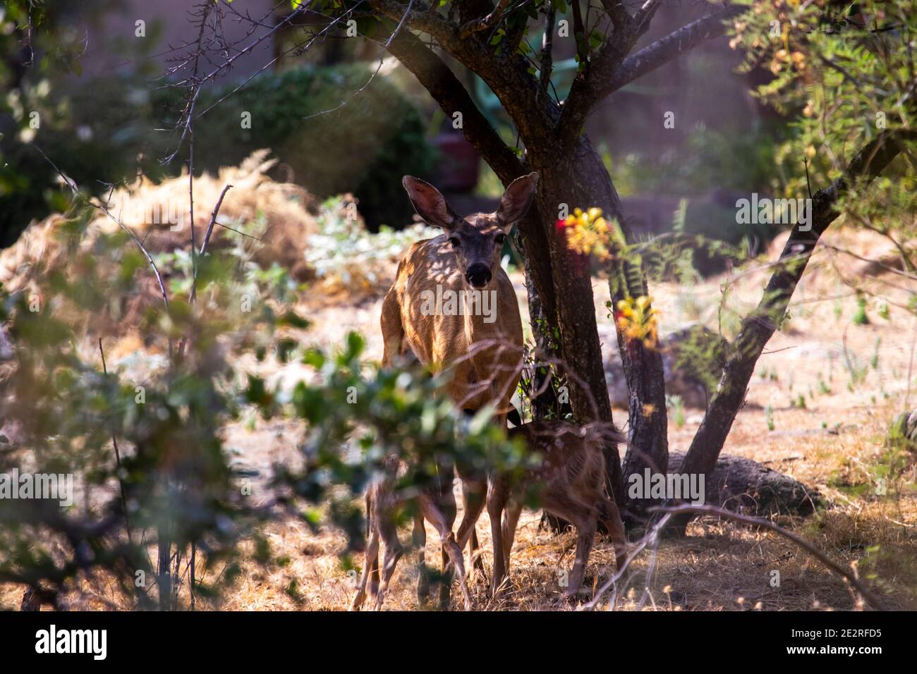 Doe with two fawns nursing, looking at viewer through shrubs, partially ...