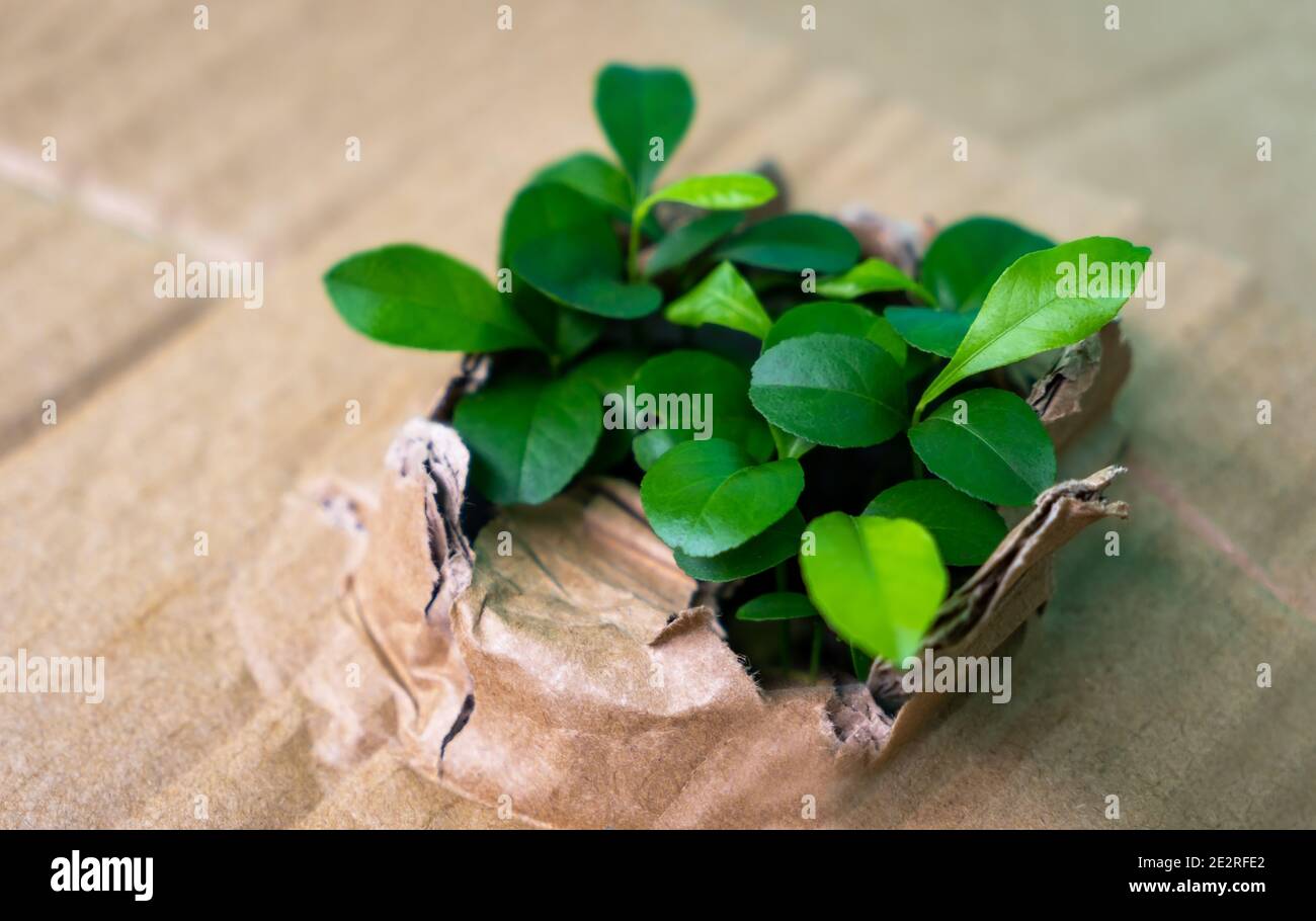 Group of lemon plant poses surrounded by paper cardboard Stock Photo ...