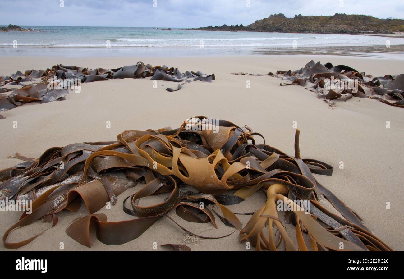 Kelp or seaweed washed up on a remote Tasmanian beach. Australia Stock ...