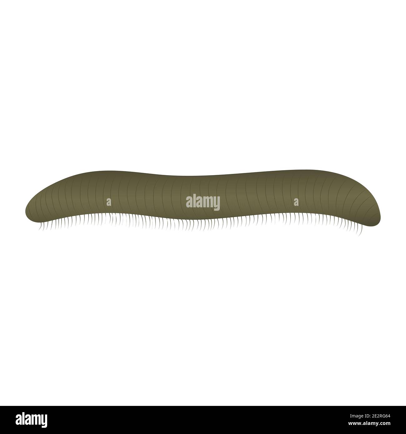 Leech Animal Stock Vector Images - Alamy