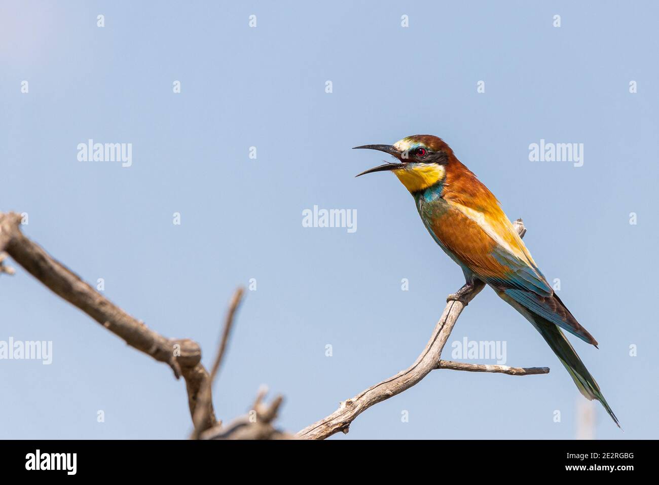 Common bee eater hi-res stock photography and images - Alamy