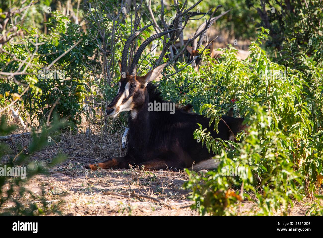 Sable antelope horn hi-res stock photography and images - Alamy