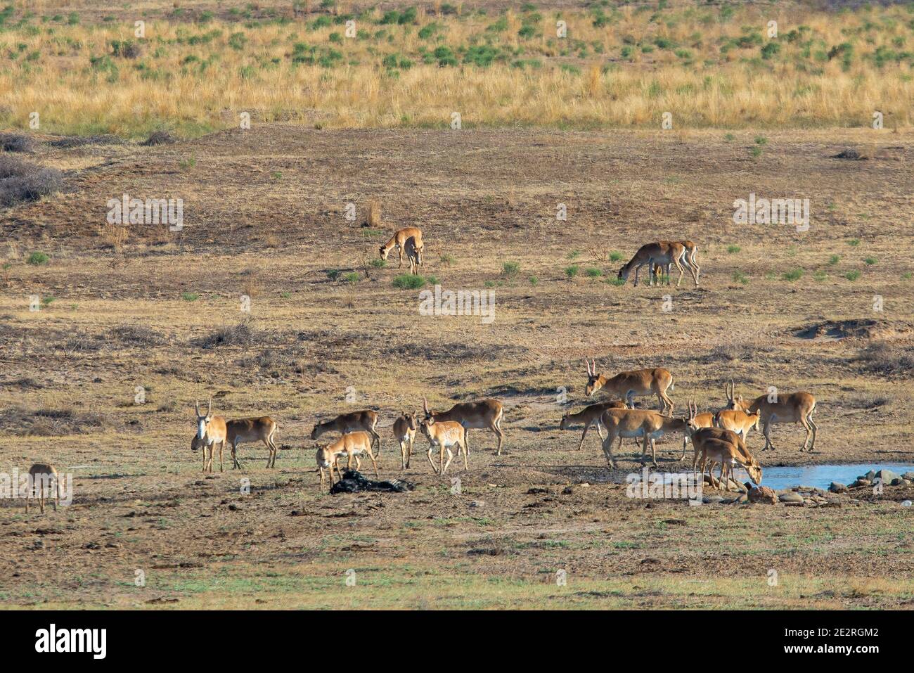 In savannah, steppe, prairie a herd of saigas is grazed. This is part ...