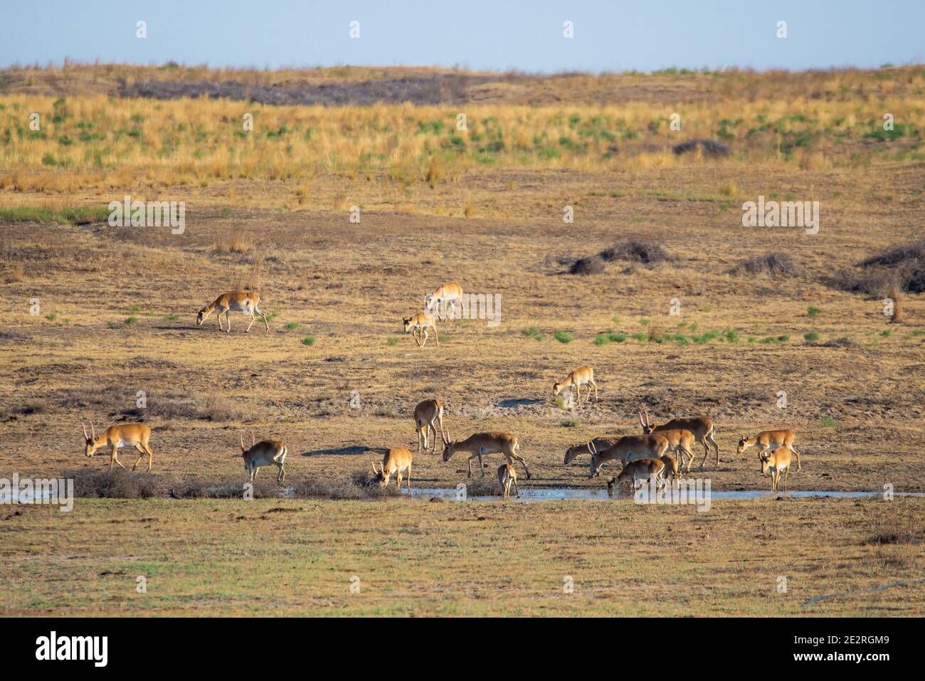 In savannah, steppe, prairie a herd of saigas is grazed. This is part ...