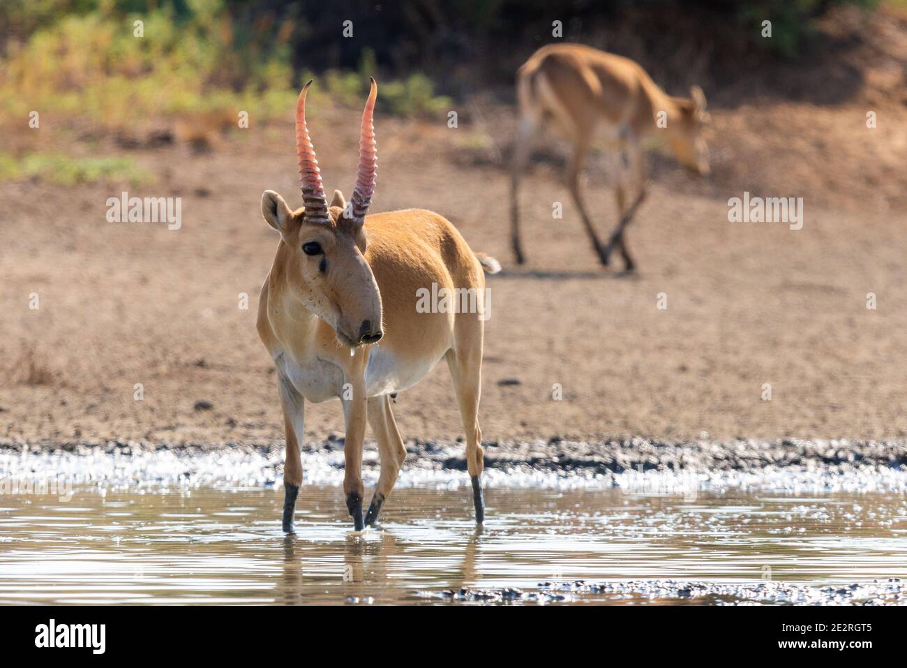 Wild male Saiga antelope or Saiga tatarica in steppe. Federal nature ...