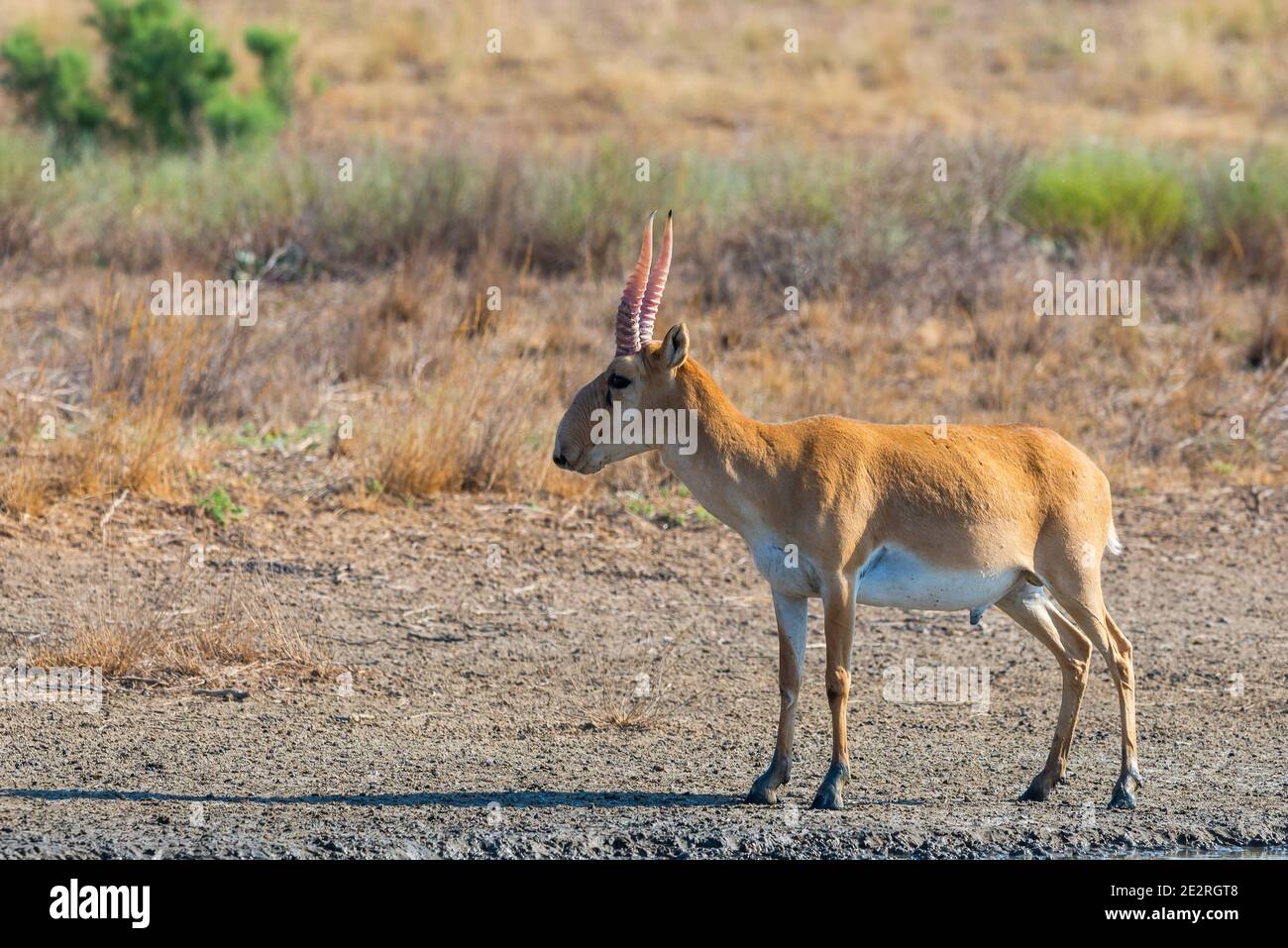 Saiga antelope male hi-res stock photography and images - Alamy