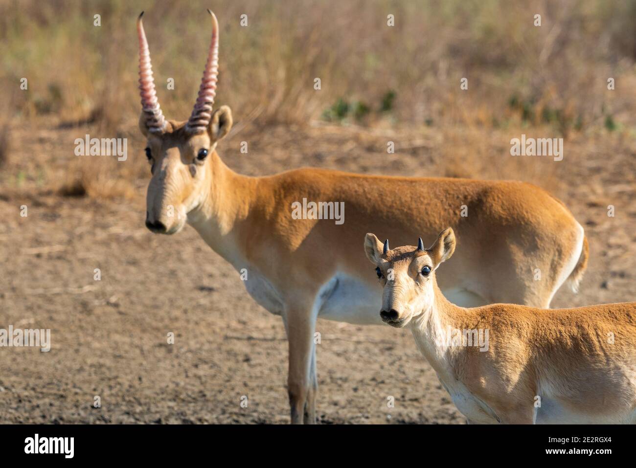 Wild male Saiga antelope or Saiga tatarica in steppe. Federal nature ...