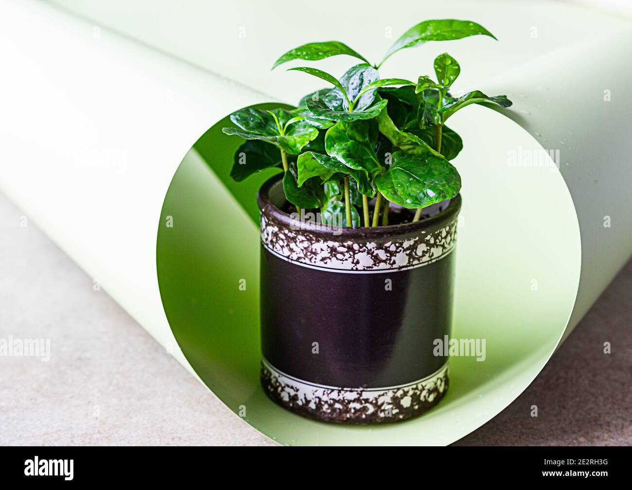 Small coffee plant in a pot on a pastel green background. Coffee tree ...