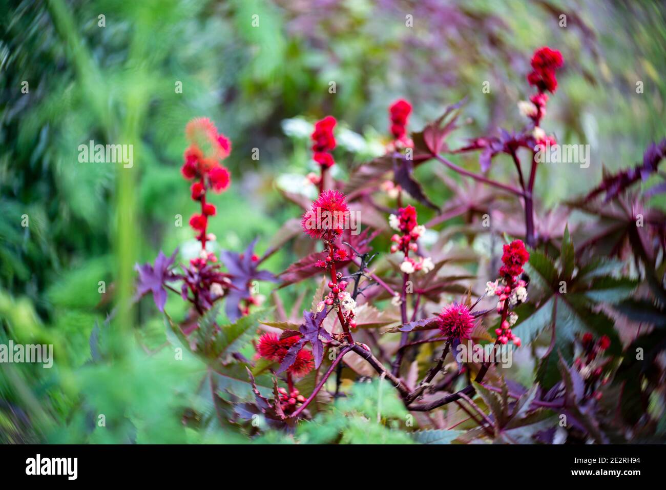 Castor Bean (Ricinus communis) roadside shrub, various stages of bloom ...