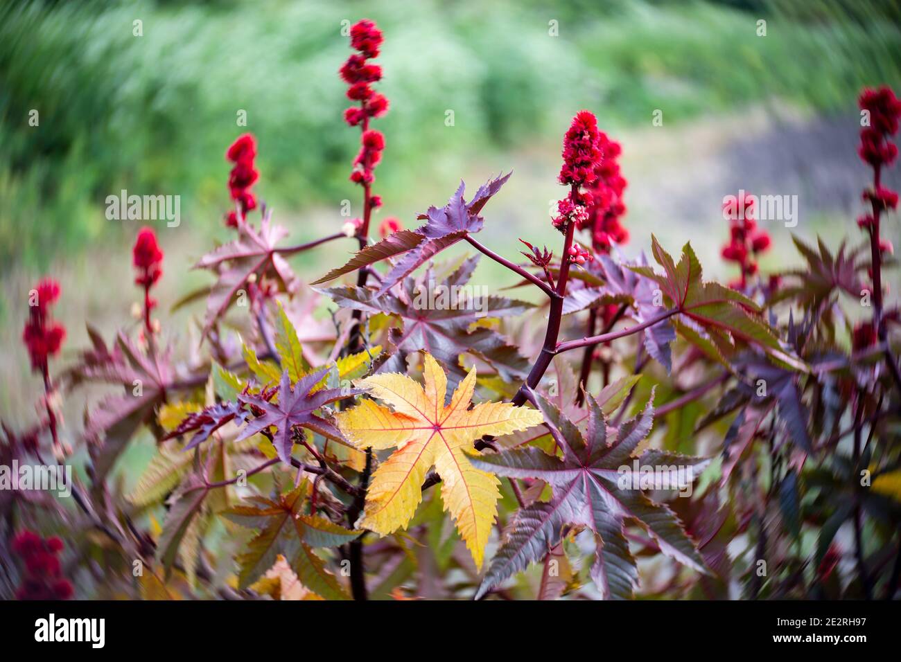One bright yellow Castor bean (Ricinus communis) leaf surrounded by a ...