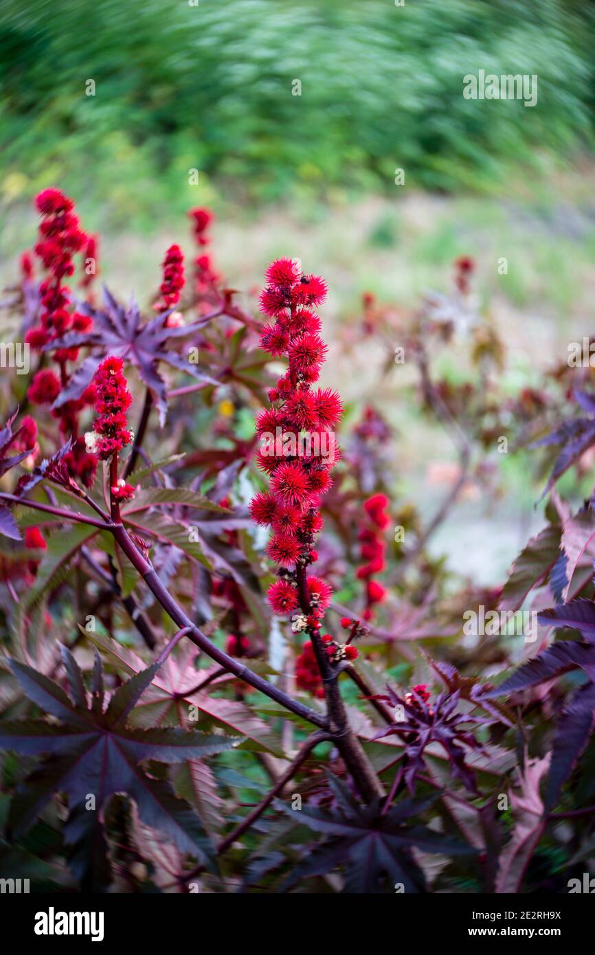 Spike of dramatic bright red Castor (Ricinus communis) flowers in ...