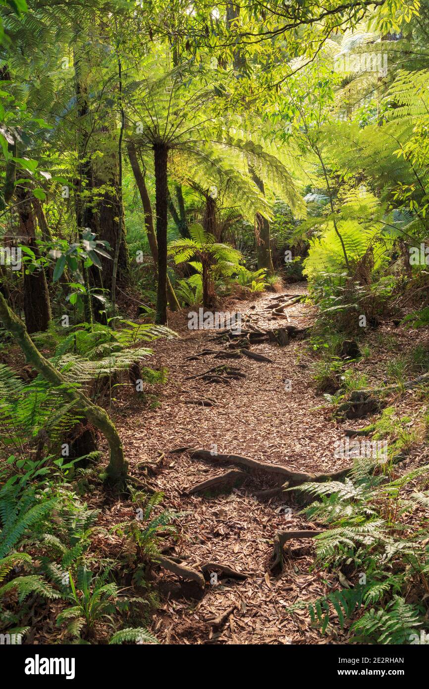 A walking track in New Zealand native forest. Photographed in the ...