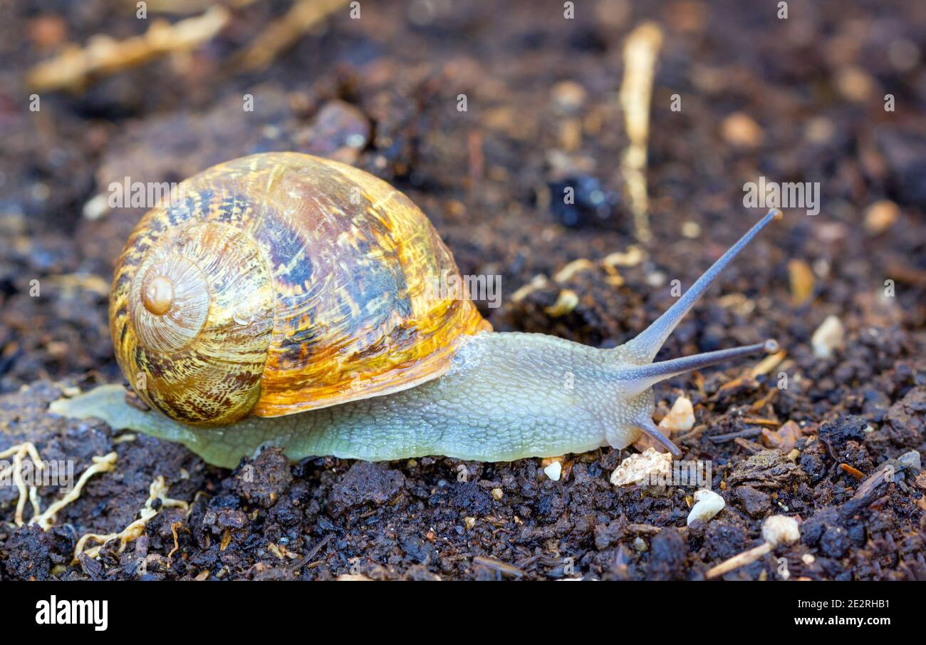 Helicidae helix aspersa hi-res stock photography and images - Alamy