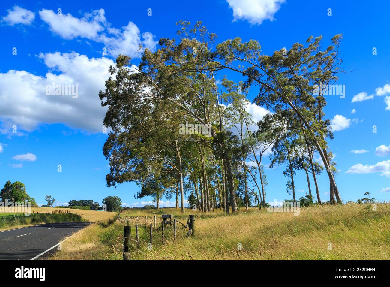 Bending trees hi-res stock photography and images - Alamy