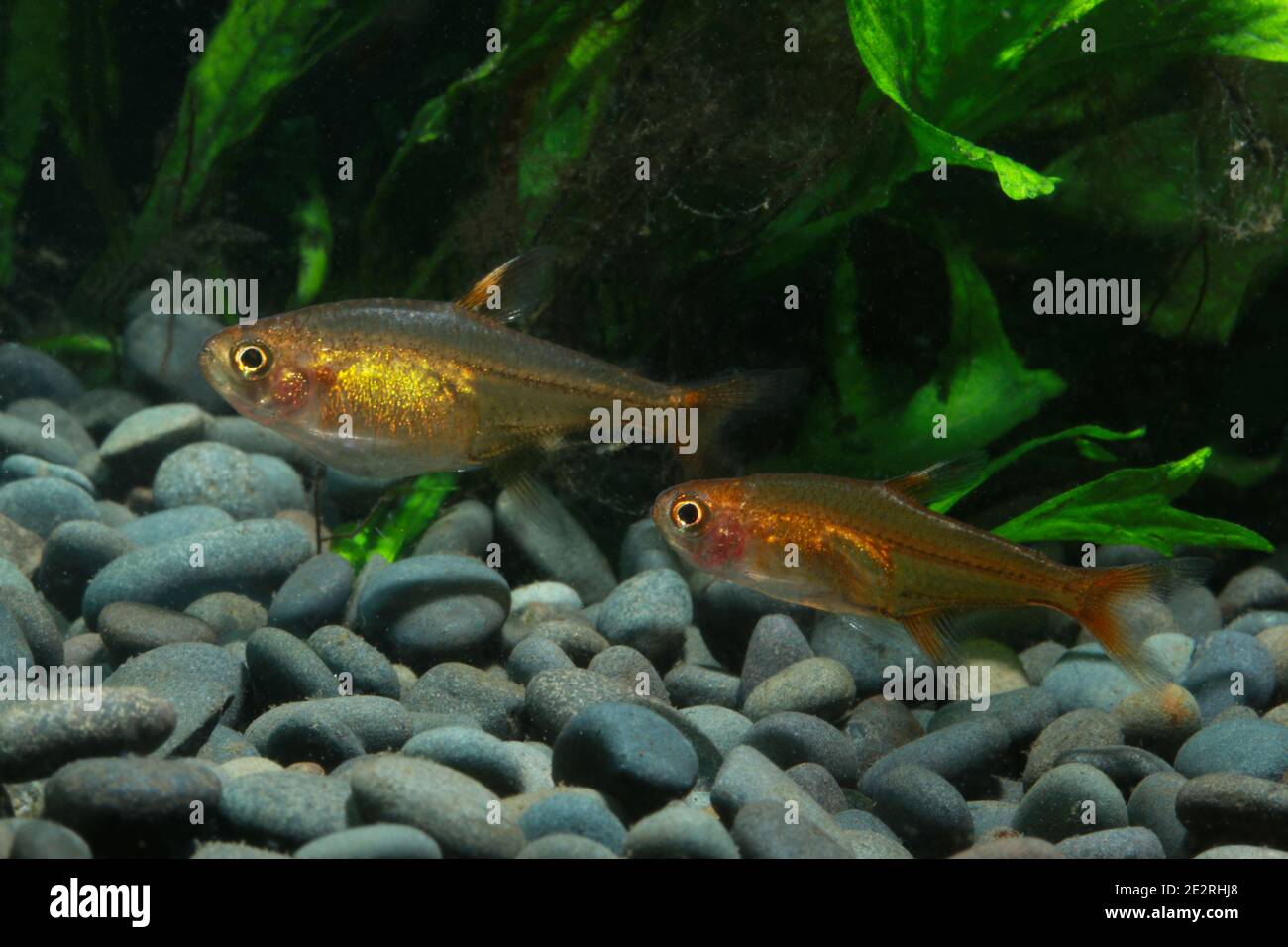 A pair of Ember tetra, Hyphessobrycon amandae Stock Photo - Alamy