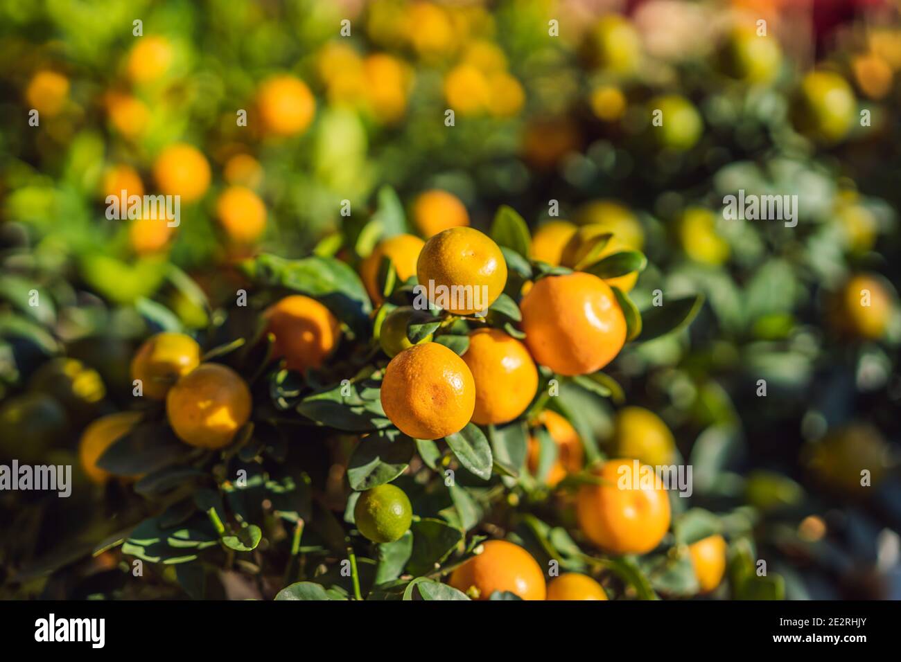 Vietnamese green and yellow oranges hi-res stock photography and images ...