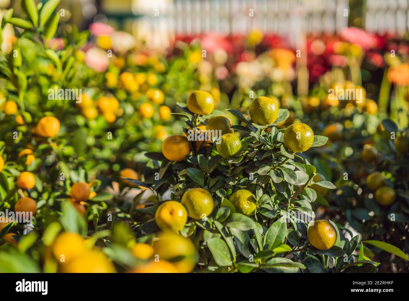 Citrustangerina hi-res stock photography and images - Alamy