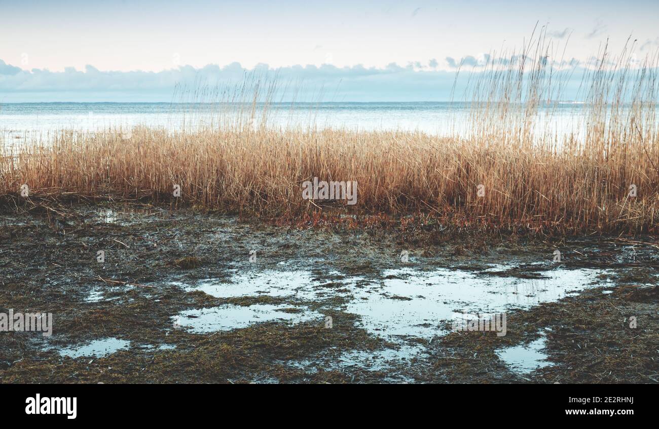 Gulf of Finland coastal landscape with shore water and dry coastal reed ...
