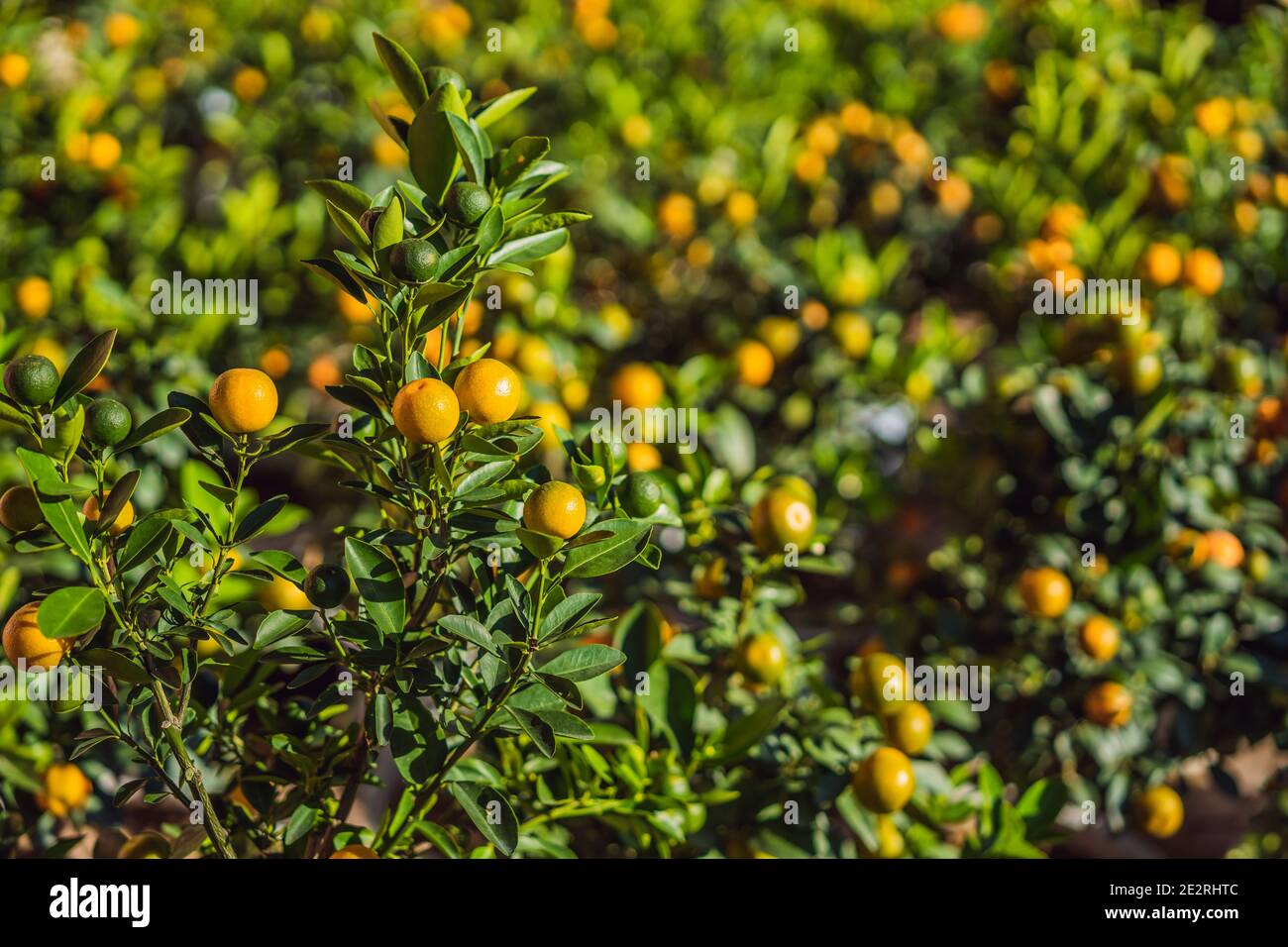 Close up Vibrant orange citrus fruits on a Kumquat tree in honor of the ...