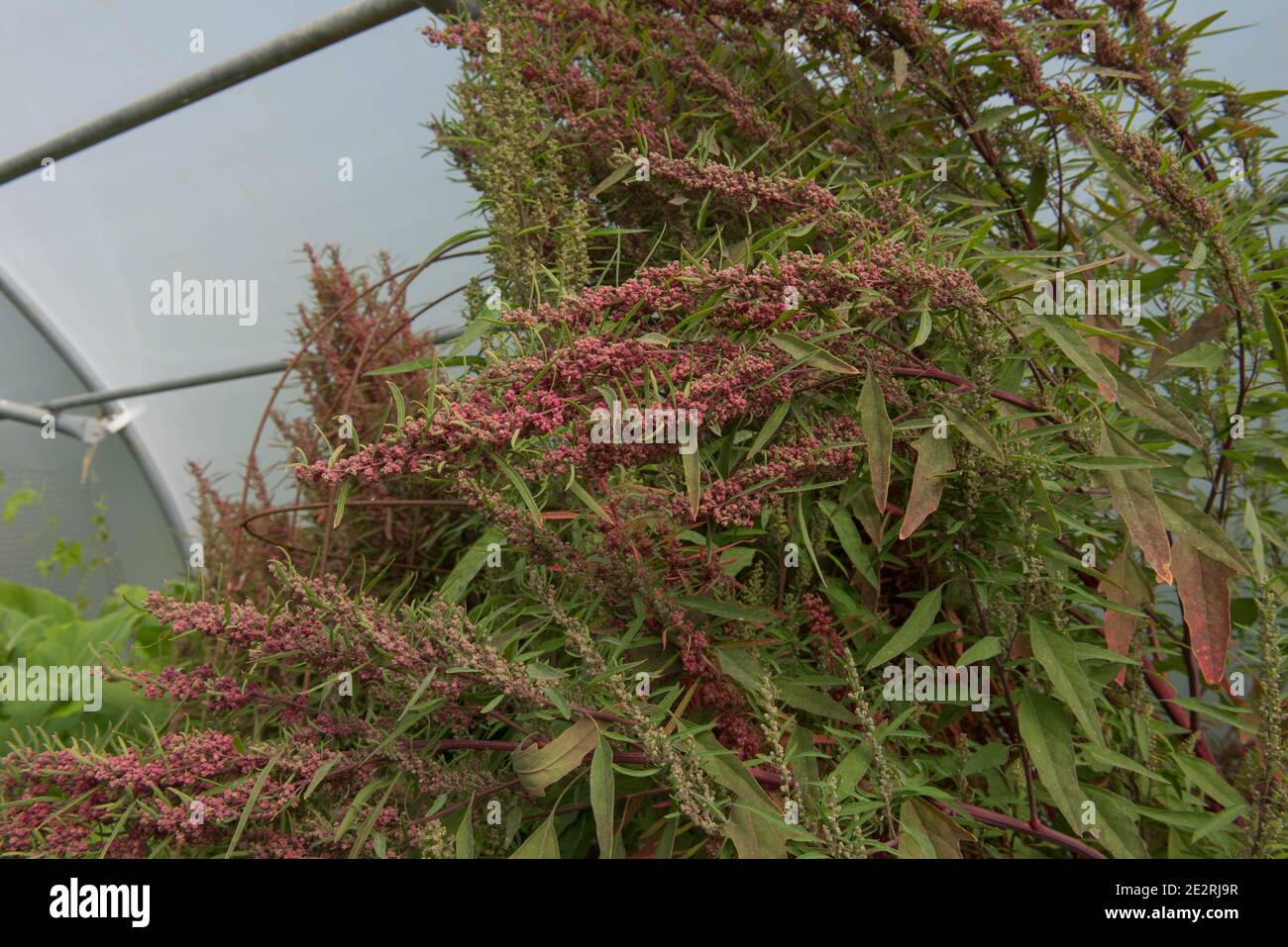 Aztec broccoli hi-res stock photography and images - Alamy Aztec broccoli hi-res stock photography and images - Alamy