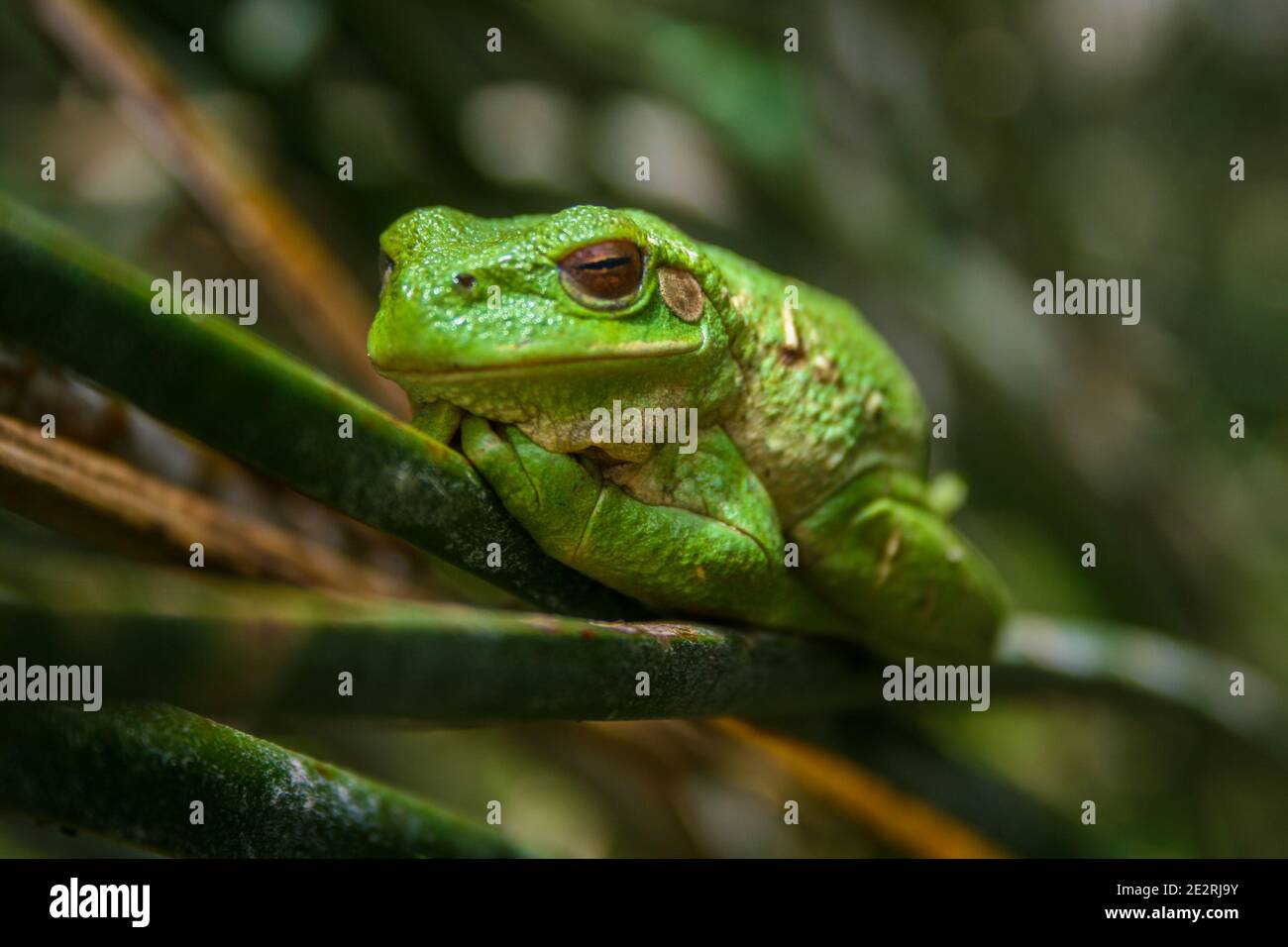 Andean wildlife hi-res stock photography and images - Alamy