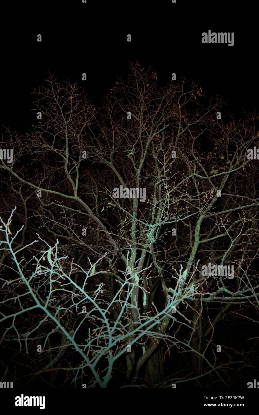 Tree Branches Lit up at Night Stock Photo - Alamy