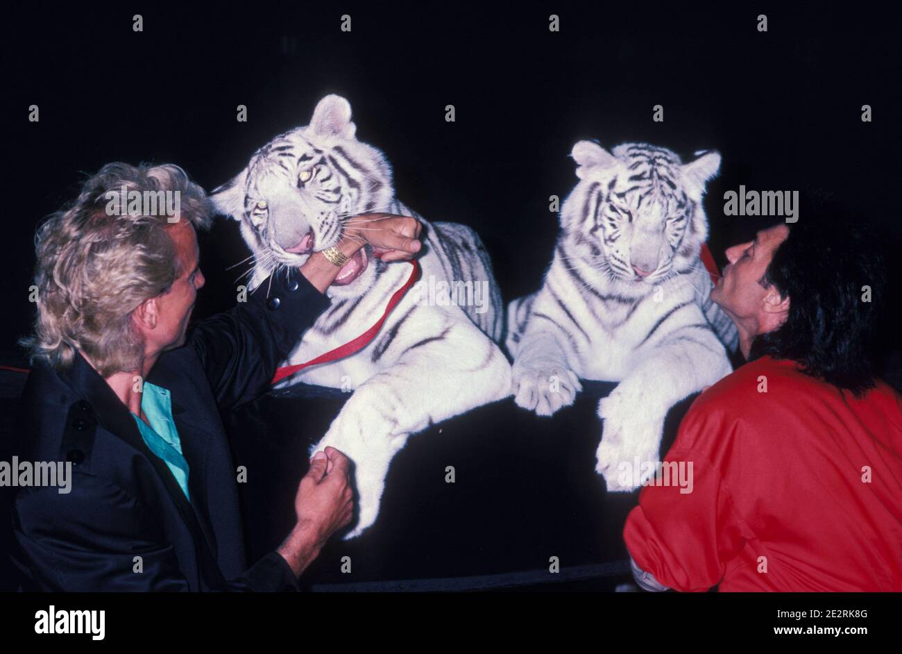 Siegfried and roy montecore hi-res stock photography and images - Alamy