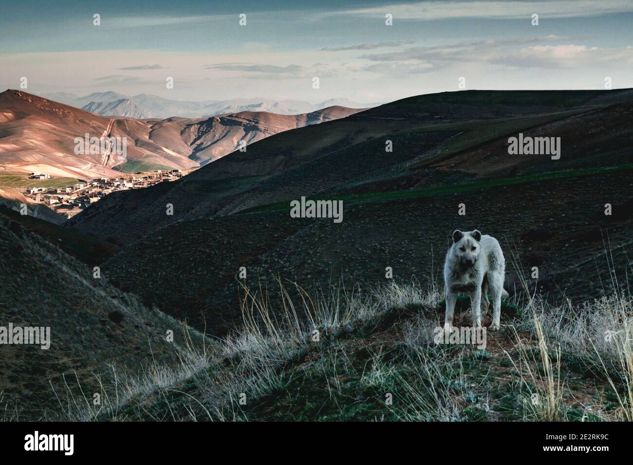 Shot of a white shepherd dog in wild nature Stock Photo - Alamy