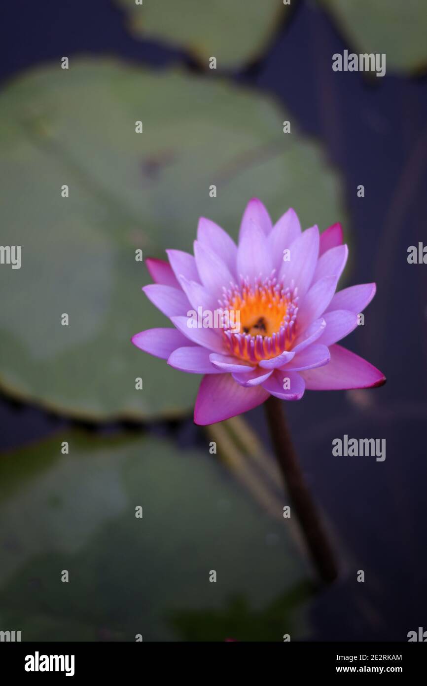 Vertical selective focus shot of purple lotus flower on a blurred ...