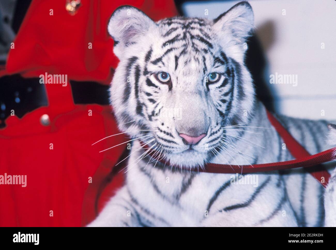 Siegfried and roy montecore hi-res stock photography and images - Alamy